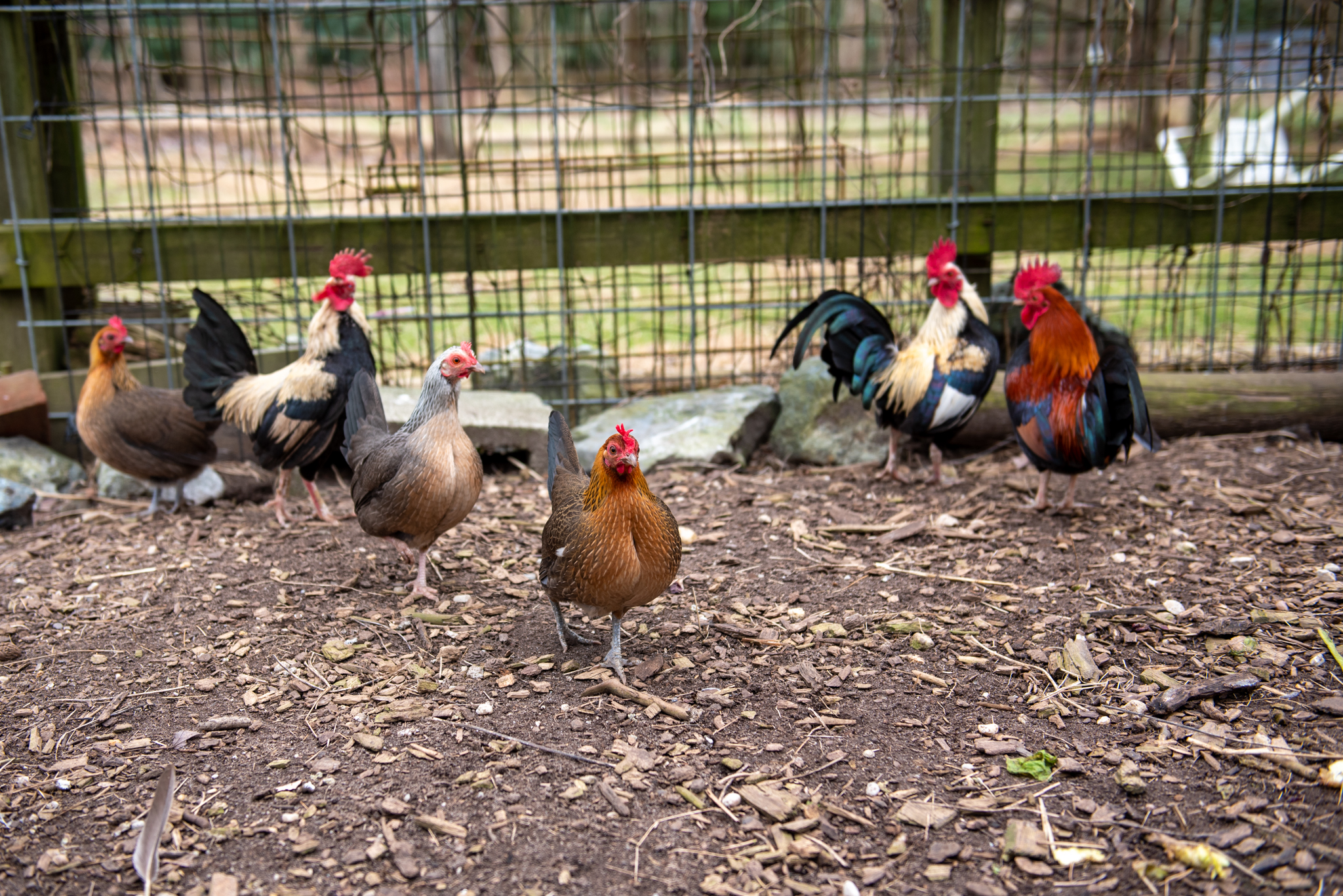 Bantam Barn Chickens – Summerseat Farm, Inc.
